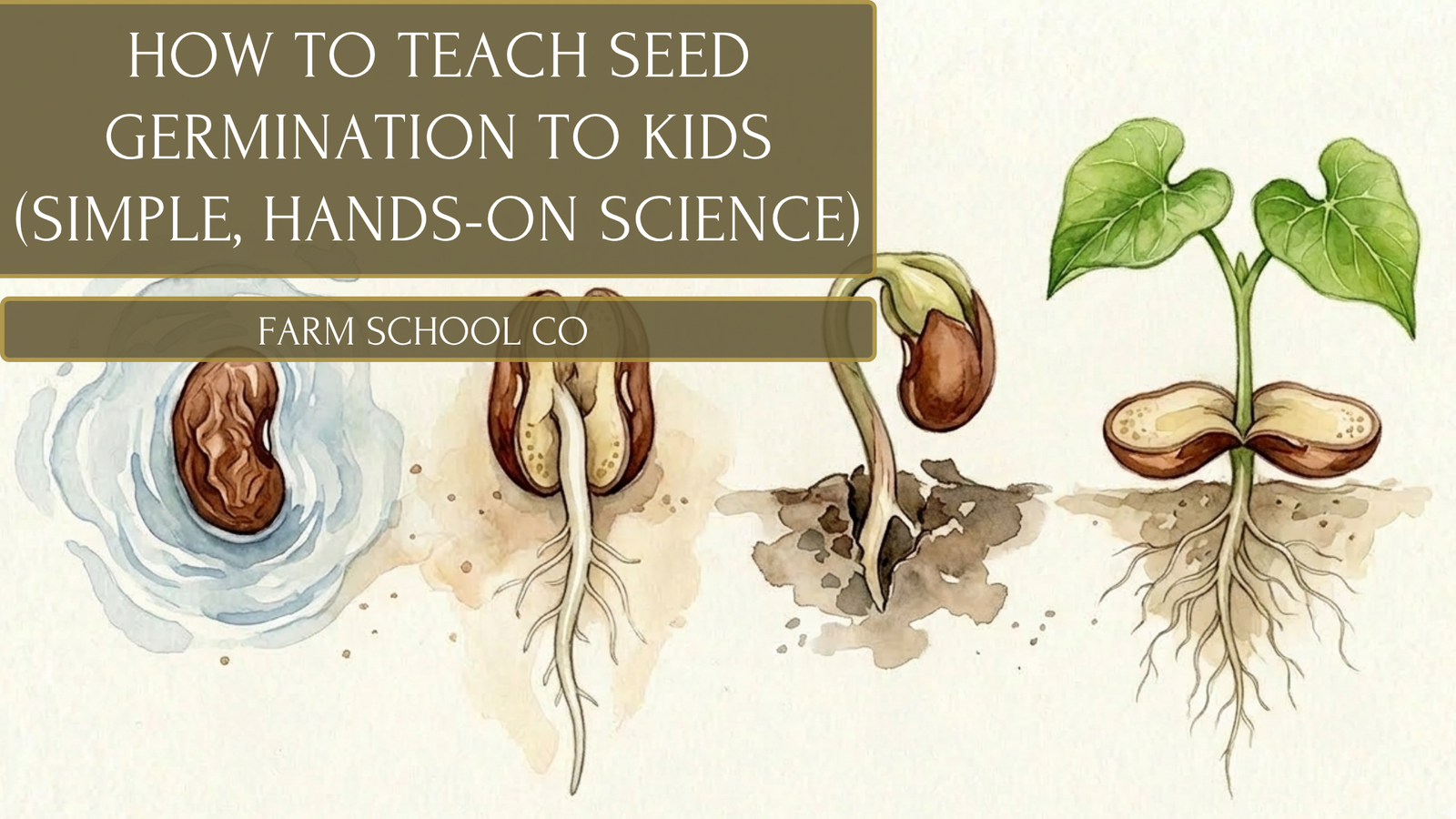 How to Teach Seed Germination with Kids (Simple, Hands-On Science ...